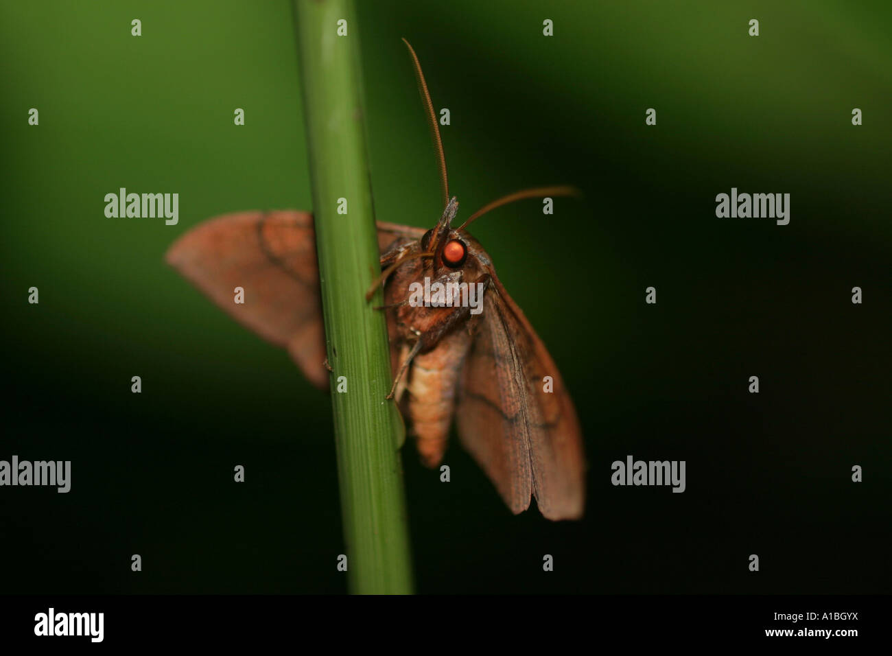 A nocturnal moth perches on a stem in the rainforest of the Sierra de ...