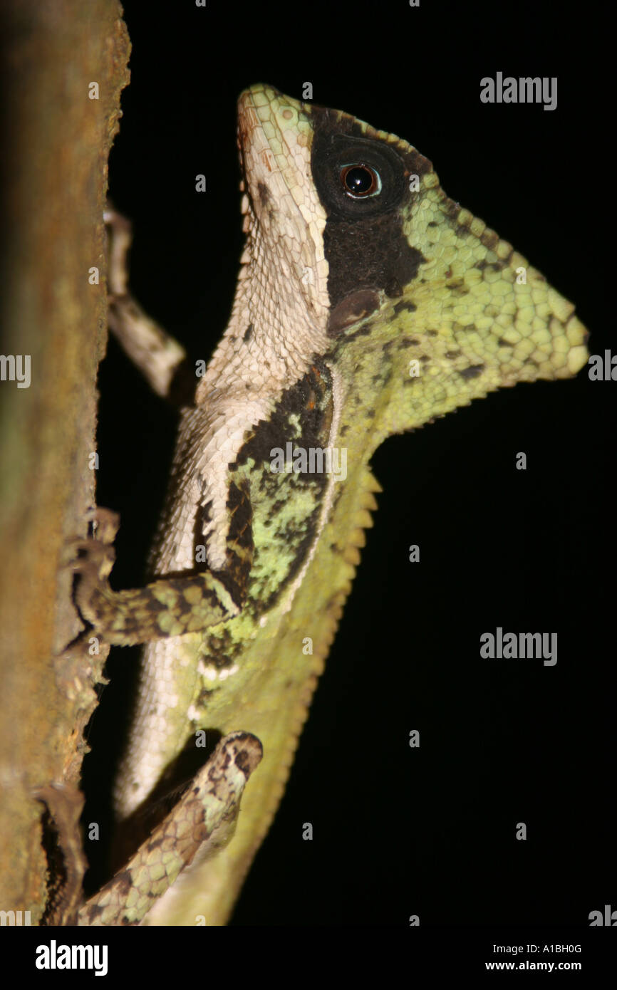 Basiliscus sp hi-res stock photography and images - Alamy