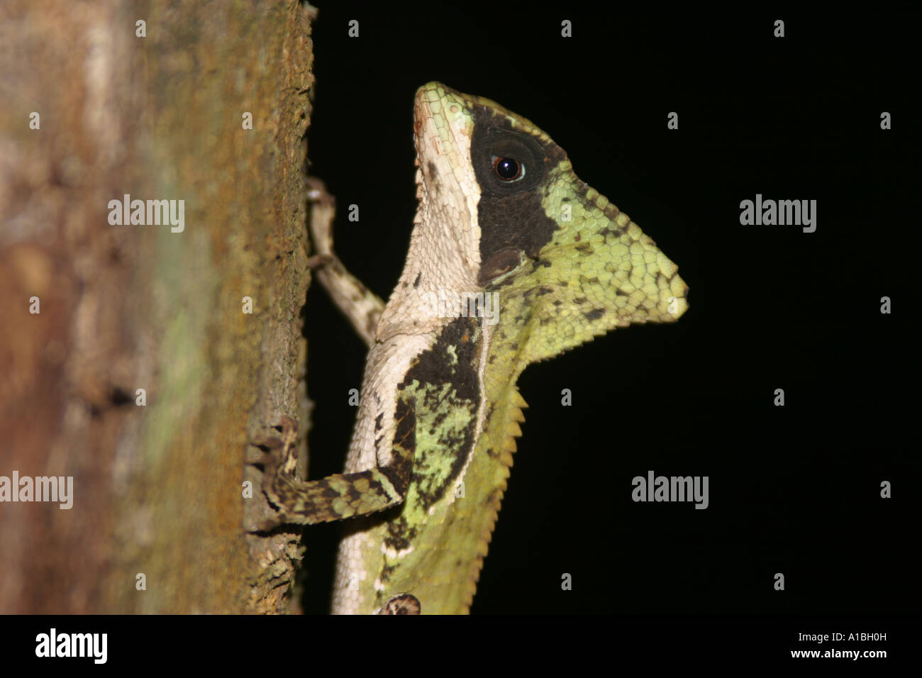 A Hooded Basilisk (Basiliscus sp.) climbs a tree in the rainforest of ...