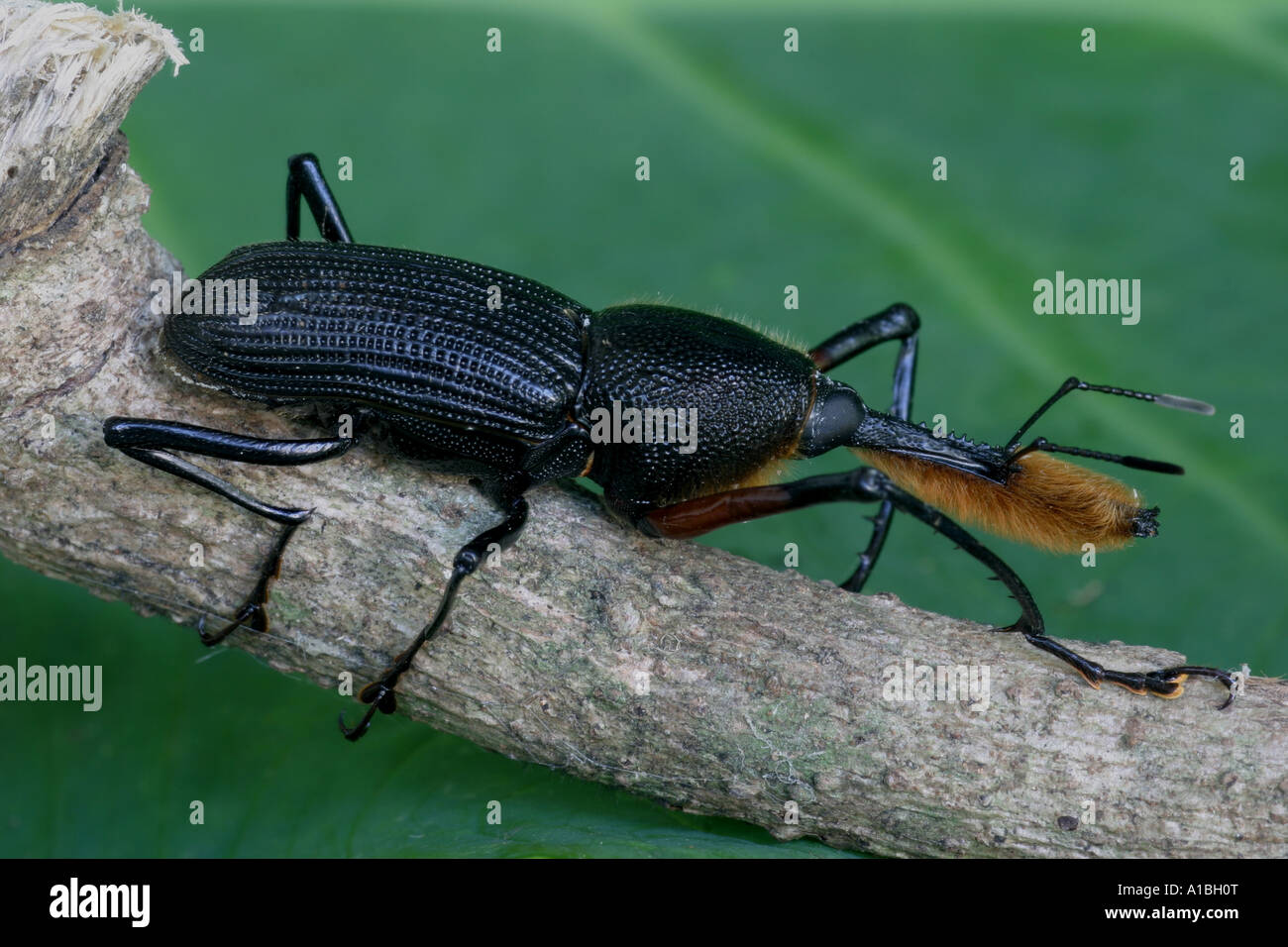 A weevil (Curculionidae) sits on a stick in the tropical rainforest of ...