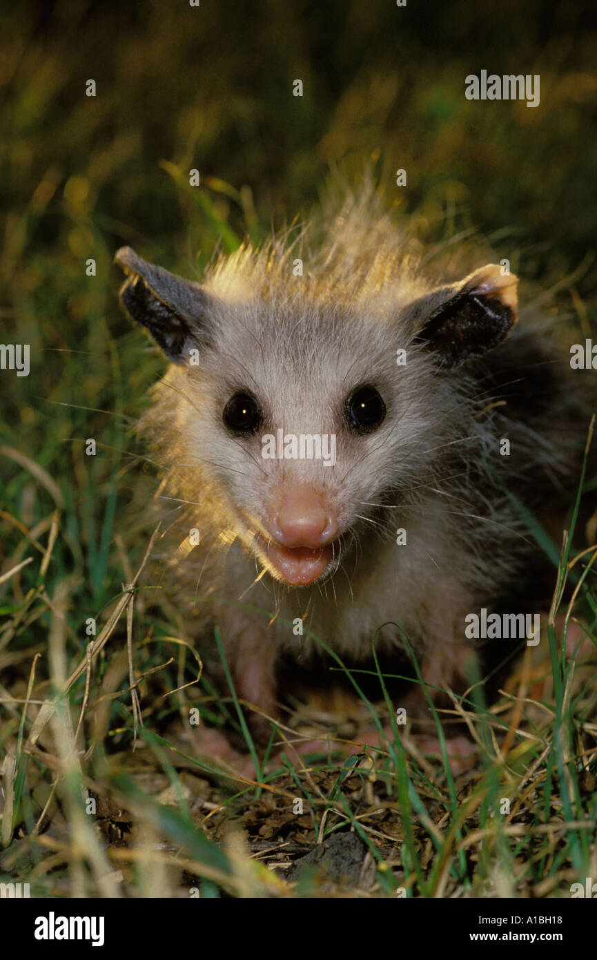 young opossum smiling while standing in grass with highlights from ...