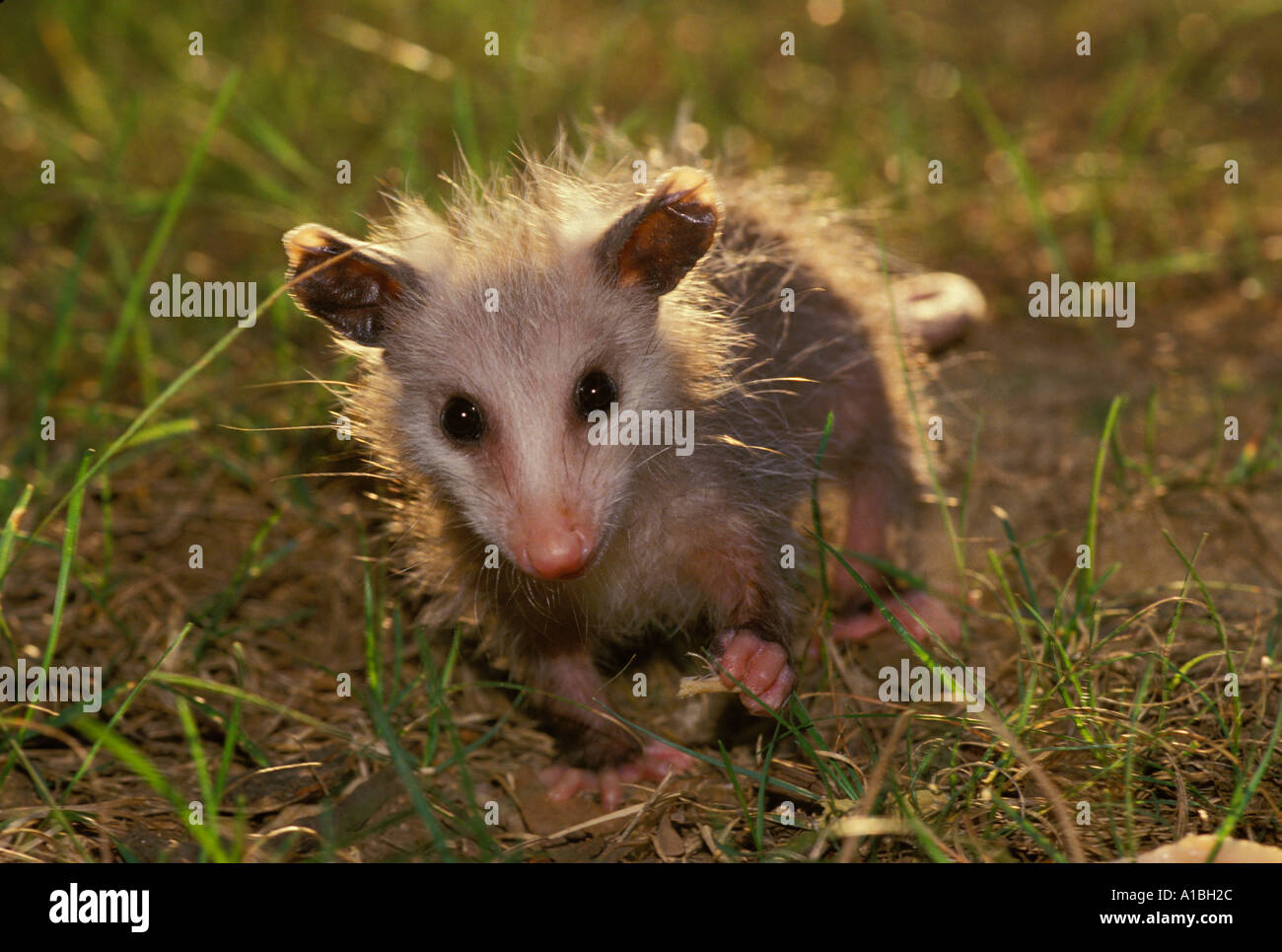 Angel opossum, Midwest USA Stock Photo - Alamy