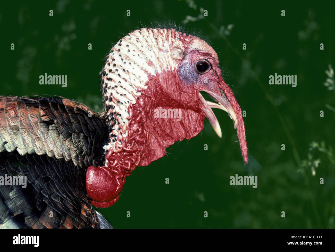Profile of the turkey Stock Photo - Alamy