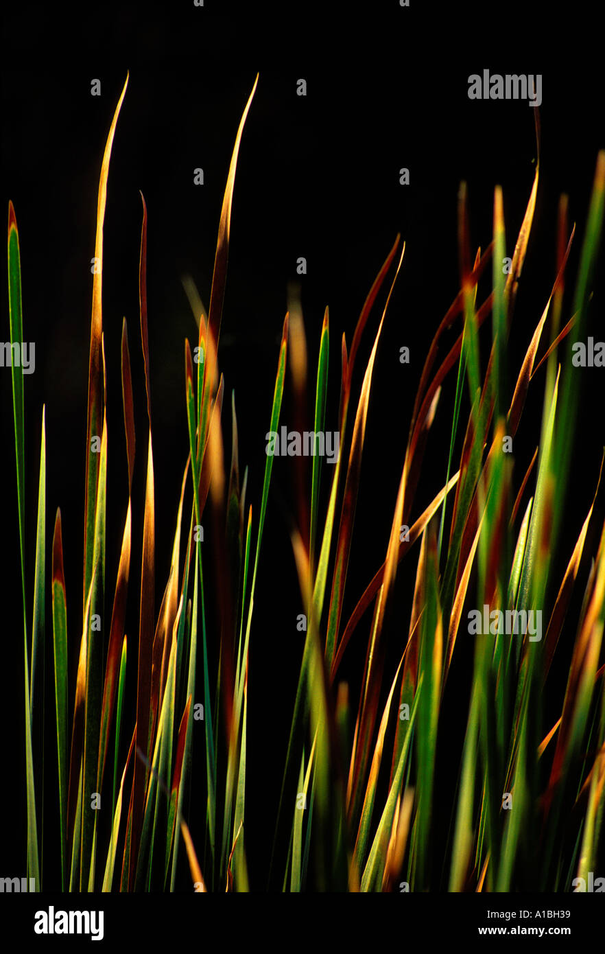 Illuminated reeds hi-res stock photography and images - Alamy