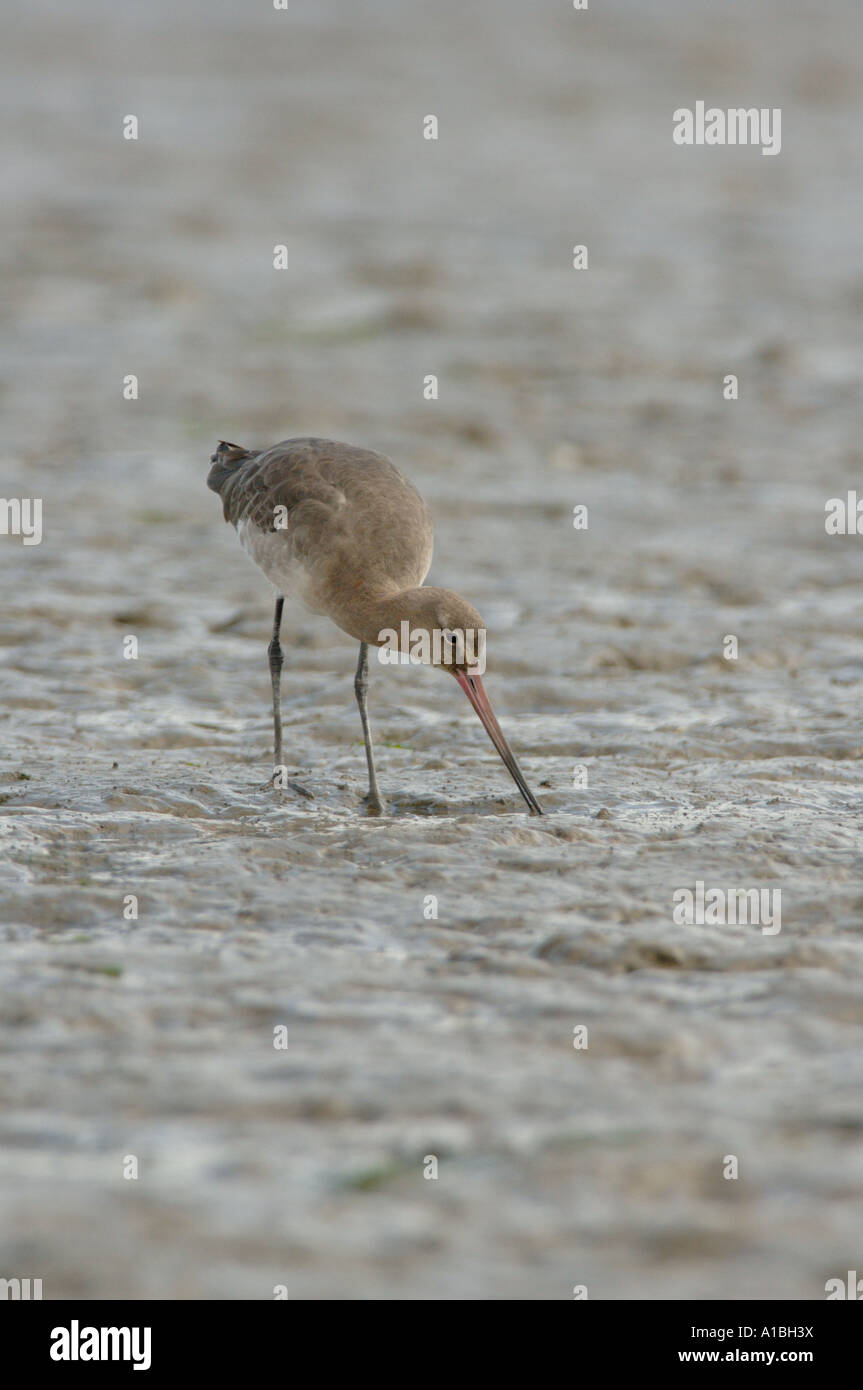 Mud probing birds hi-res stock photography and images - Alamy