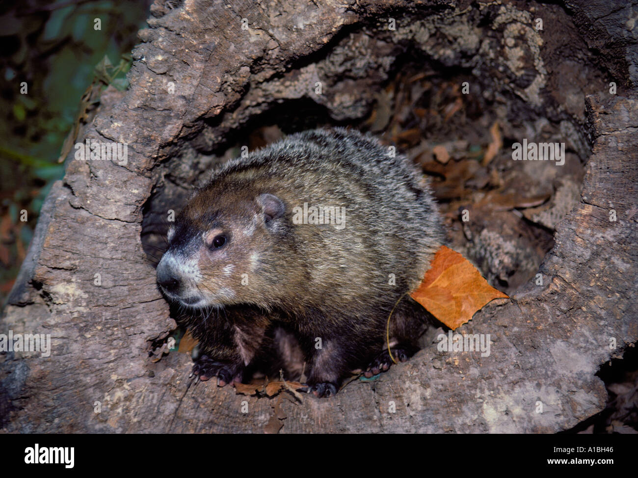 Hollow log woodchuck hi-res stock photography and images - Alamy