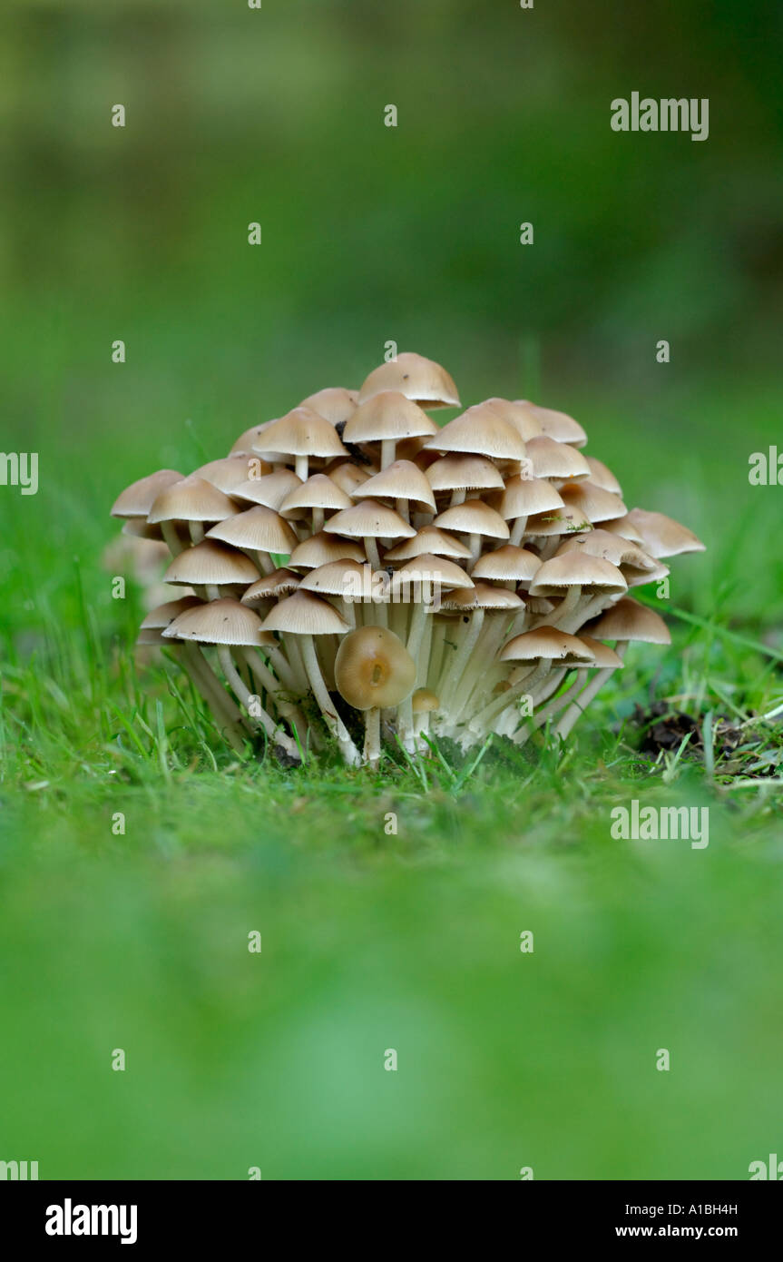 Brittlestem hi-res stock photography and images - Alamy