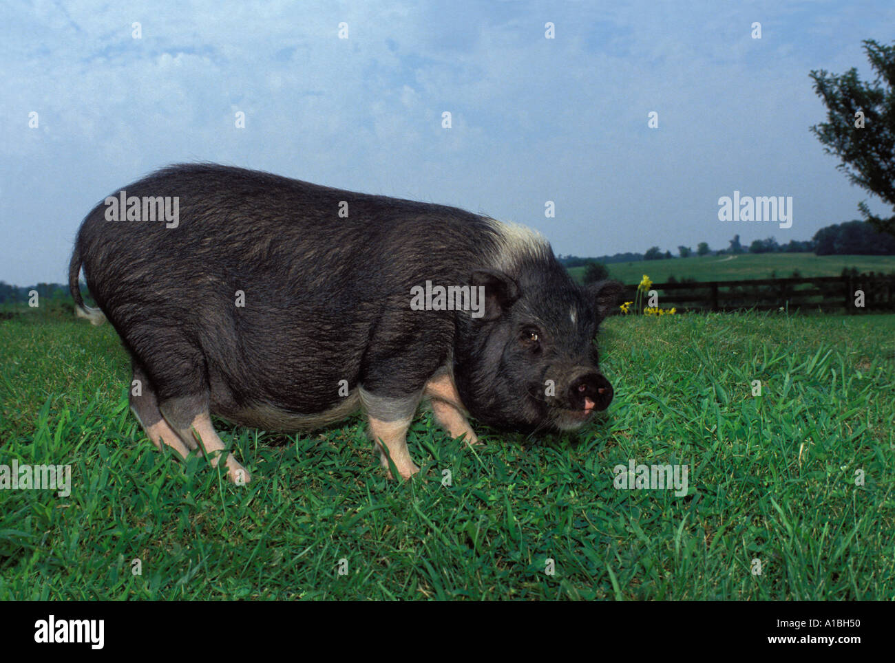 Potbelly Pig High Resolution Stock Photography and Images - Alamy