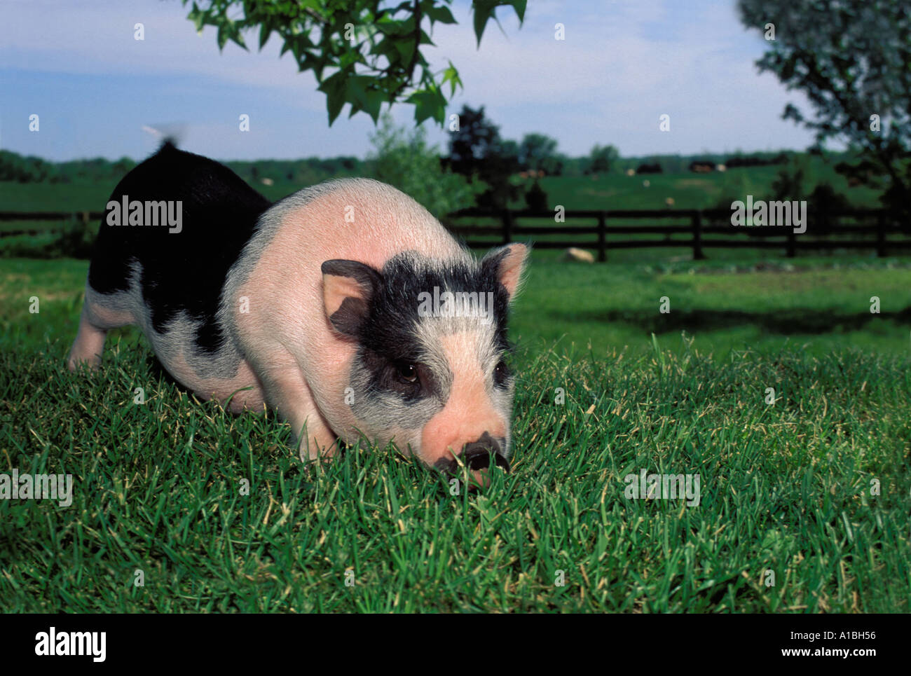 Potbelly pig hi-res stock photography and images - Alamy