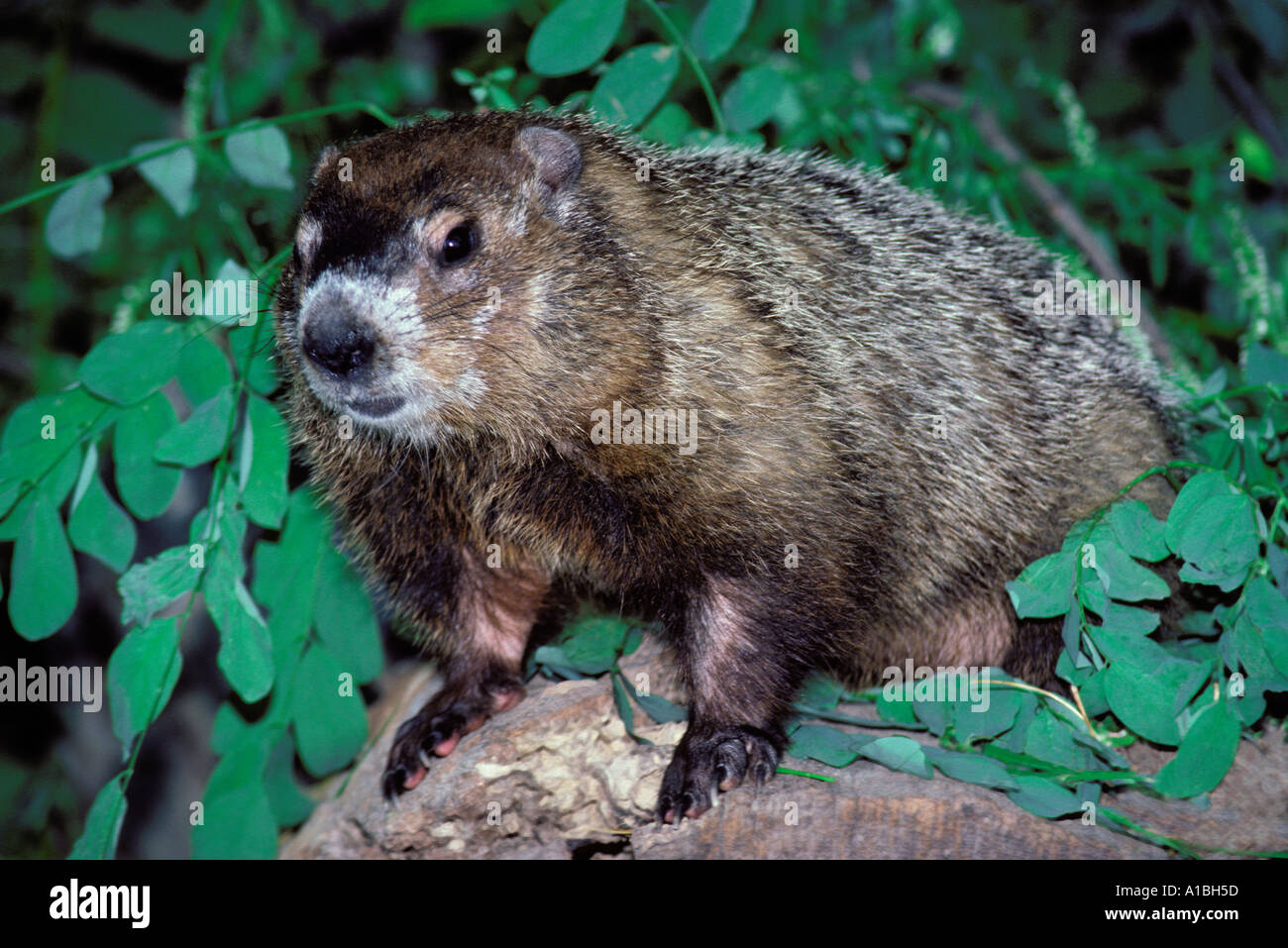 Adult woodchuck hi-res stock photography and images - Alamy