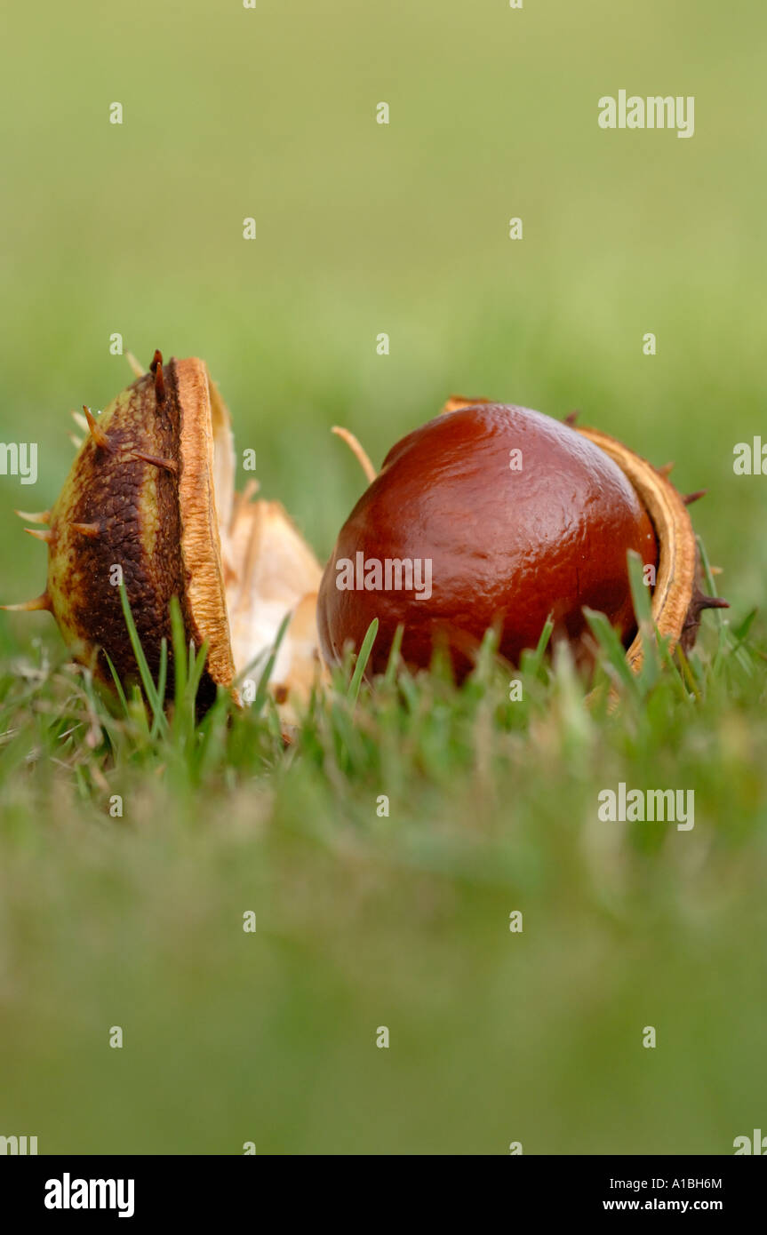 Chris chestnut hi-res stock photography and images - Alamy