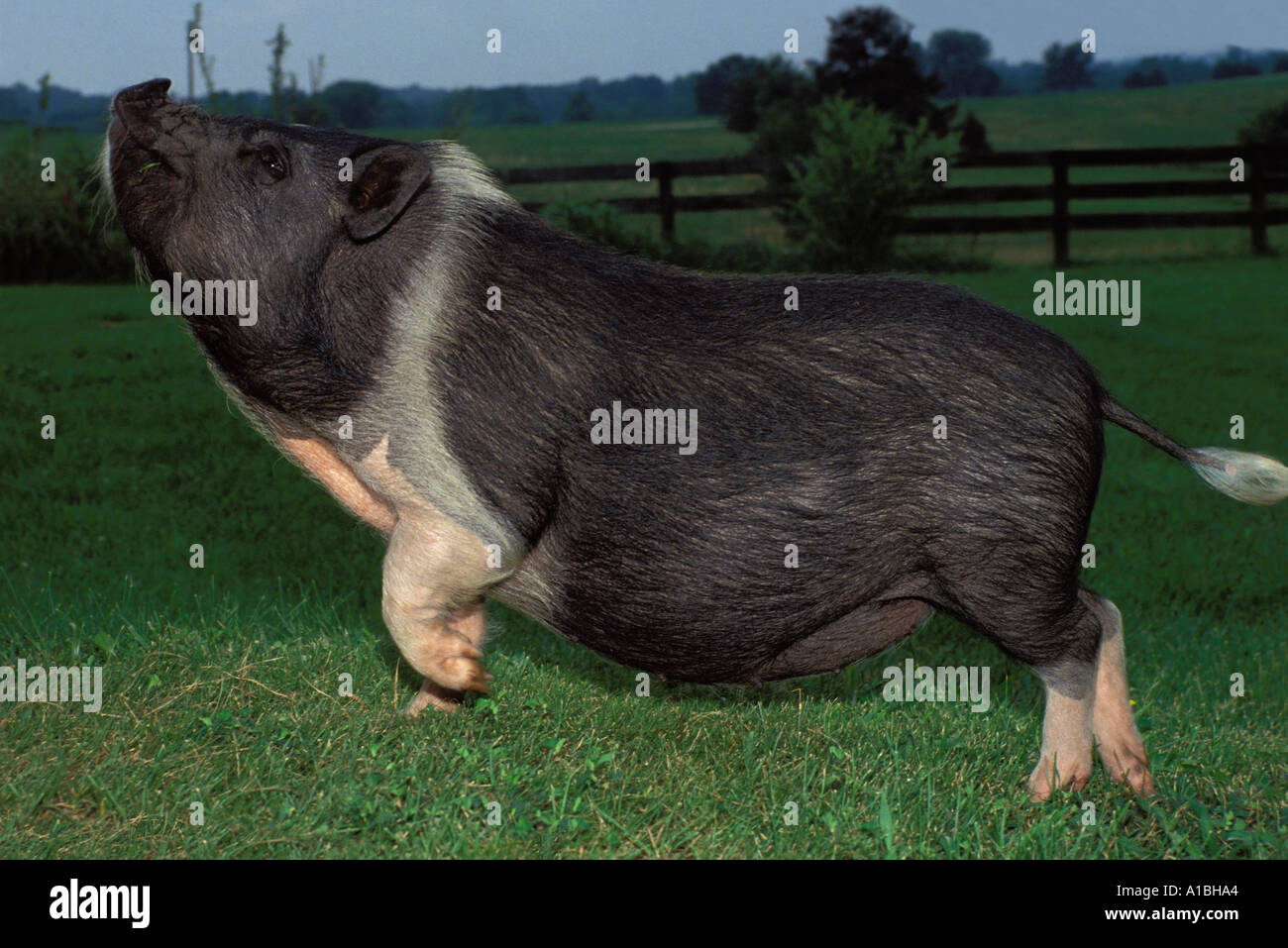 Best in show pigs hi-res stock photography and images - Alamy