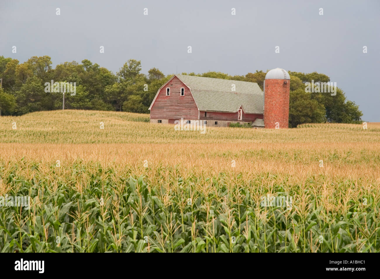 Old barn with brick silo in corn field rural Minnesota Stock Photo - Alamy