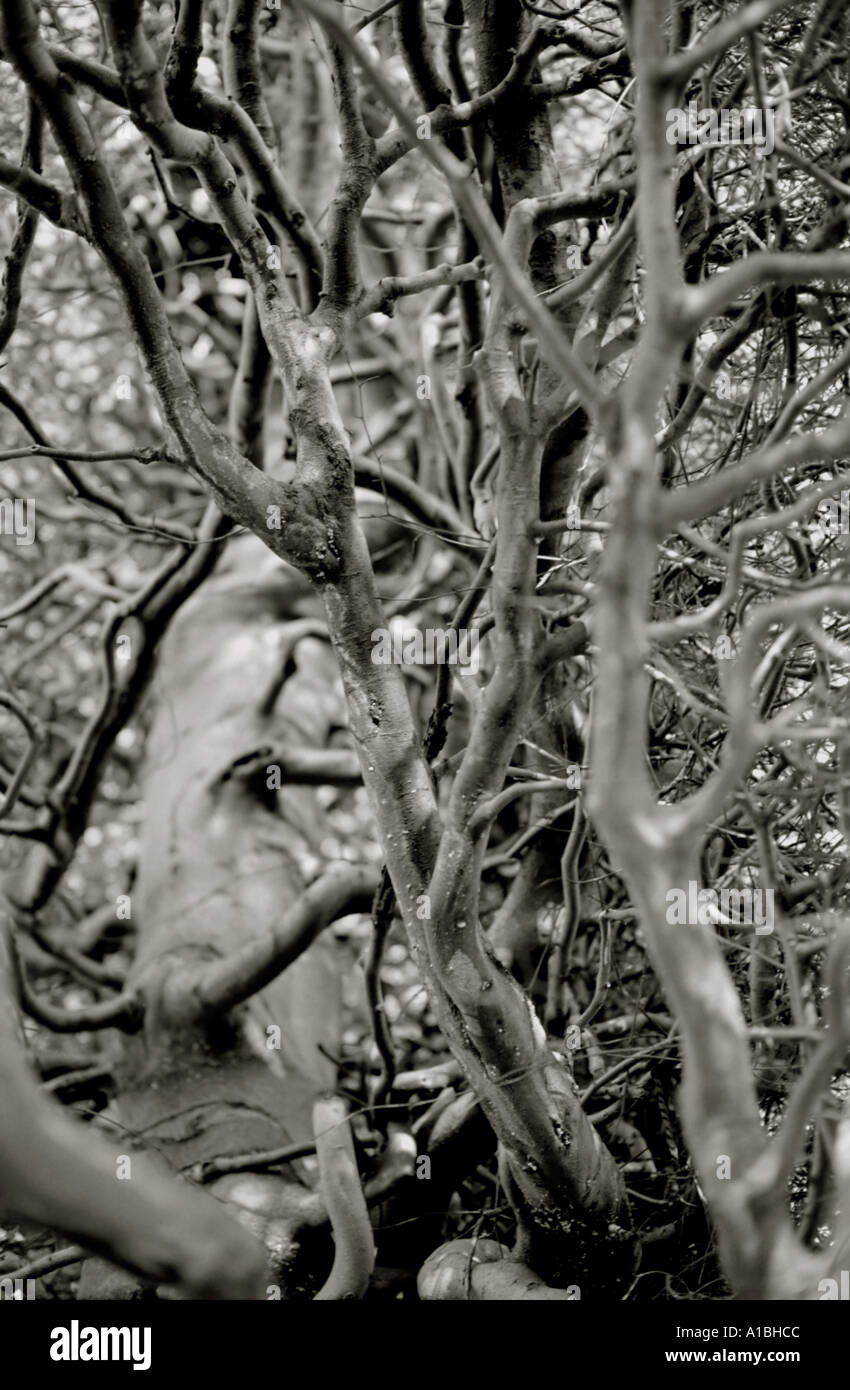 Gnarly tree hi-res stock photography and images - Alamy