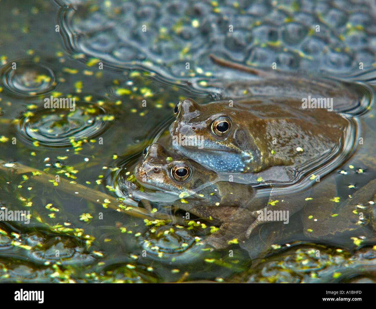 A pair of common frogs Rana temporaria mate in a frog spawn Stock Photo ...