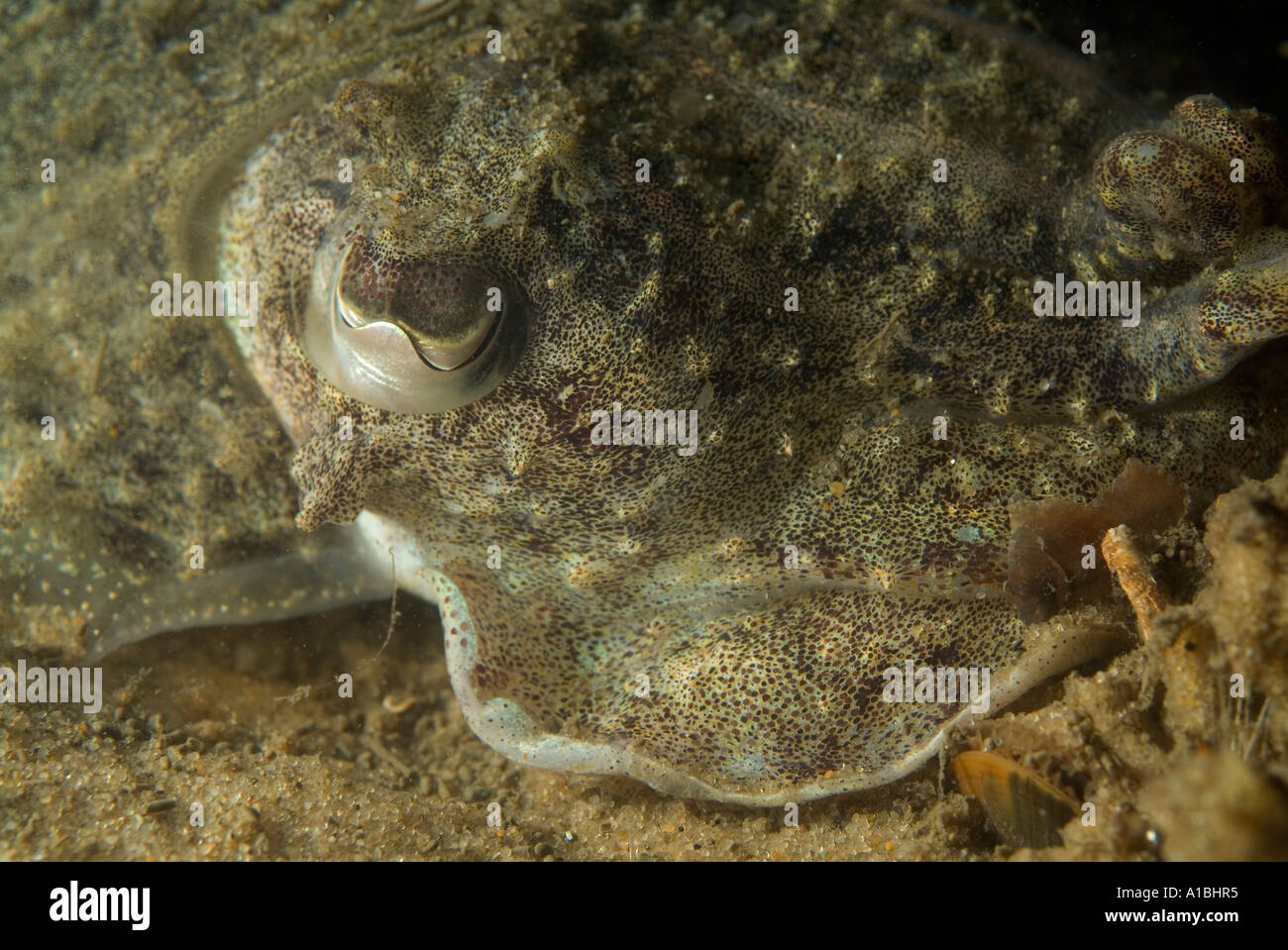 Eye of a common cuttlefish (sepia officinalis Stock Photo - Alamy