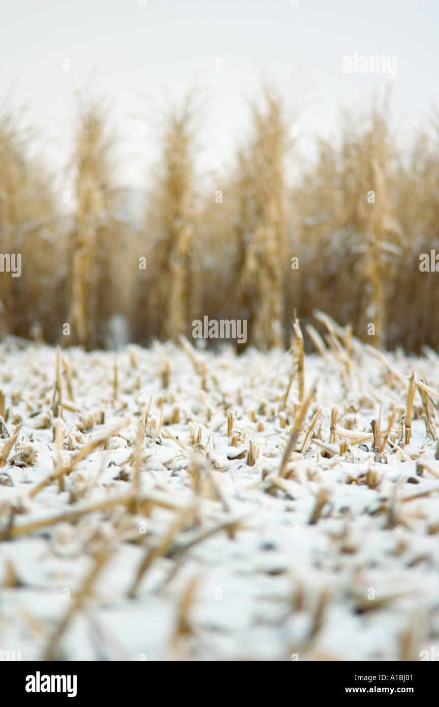 Early winter snow covers corn field half harvested northern Minnesota ...