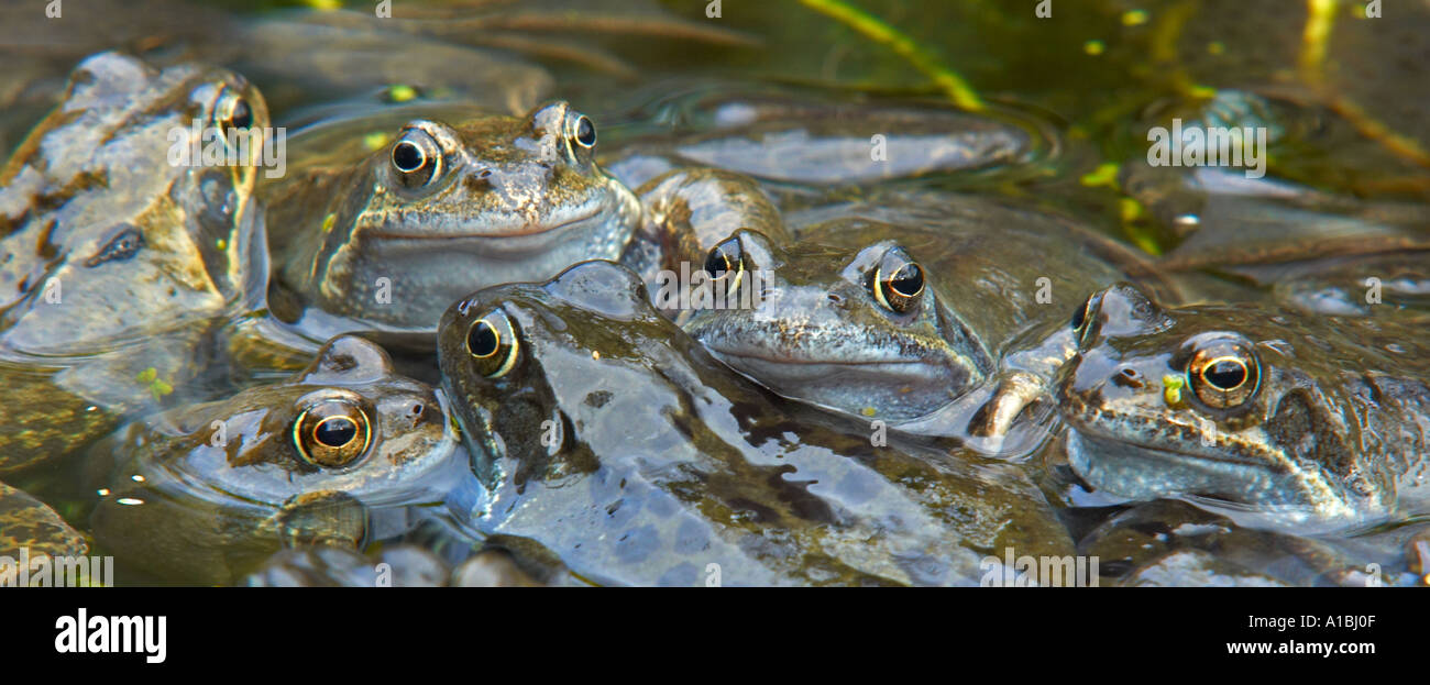Six common frogs Rana temporaria gathering for mating in a garden pond ...