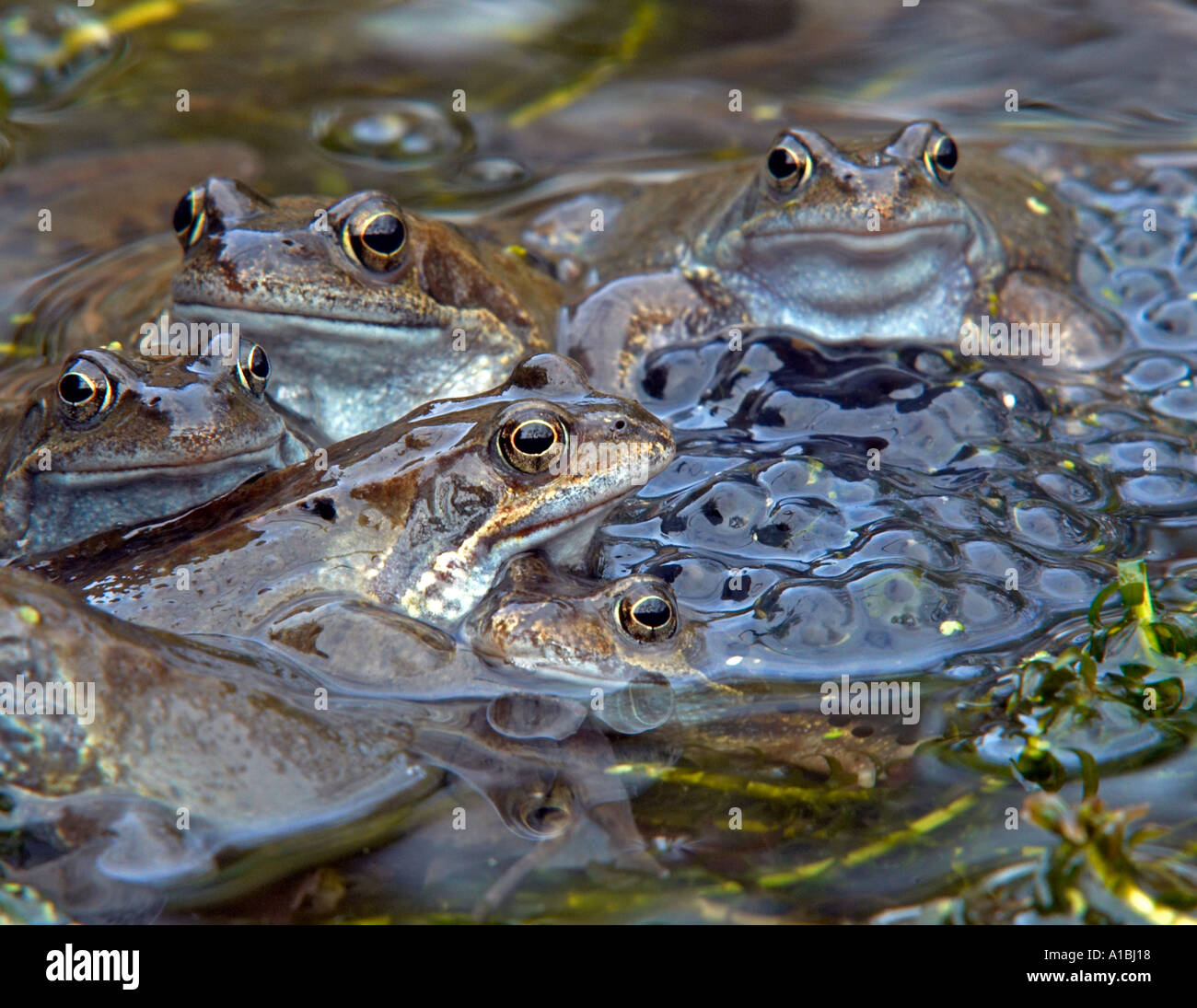 Five common frogs Rana temporaria gathering for mating with frogspawn ...