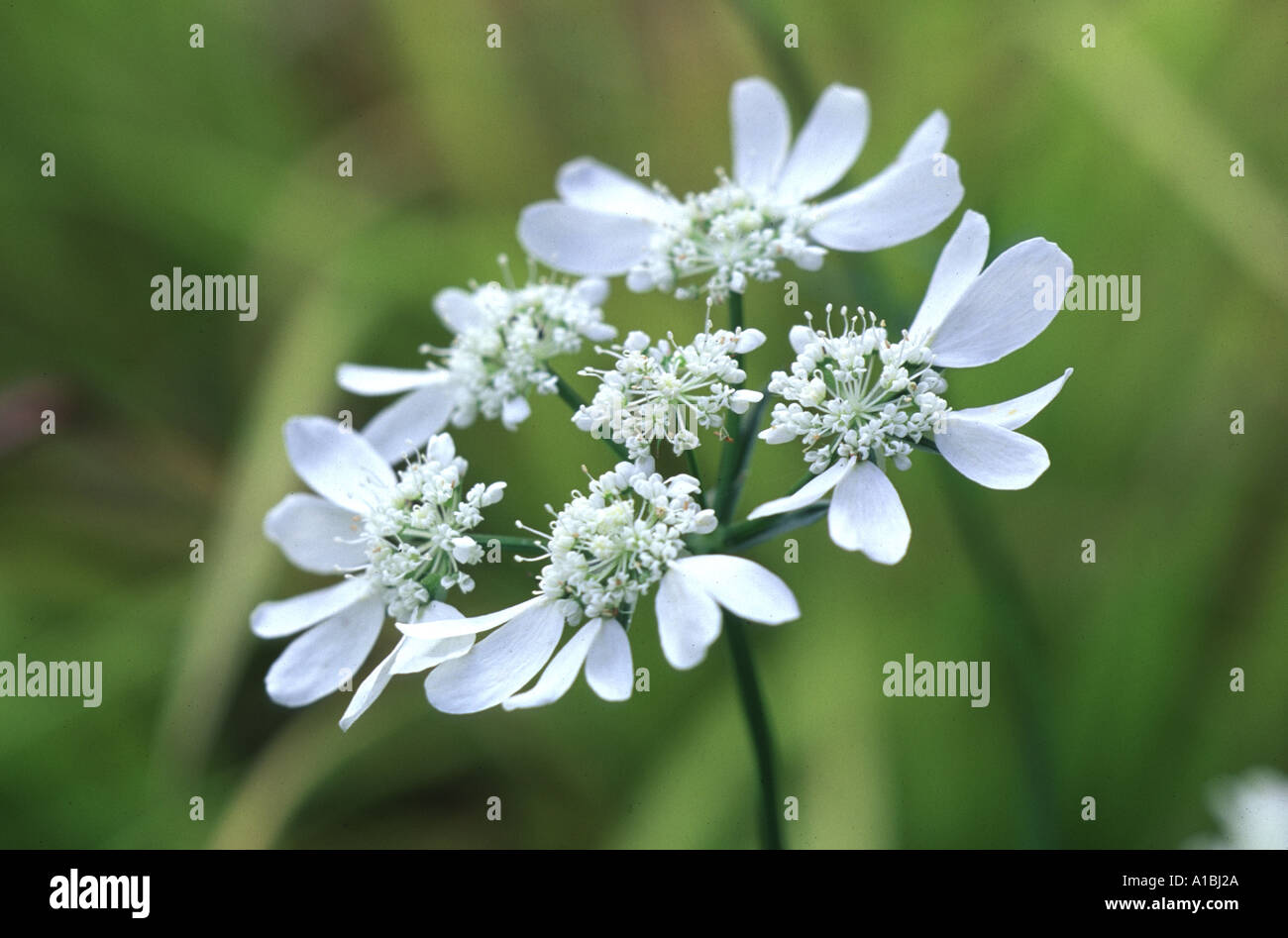 Orlaya hi-res stock photography and images - Alamy