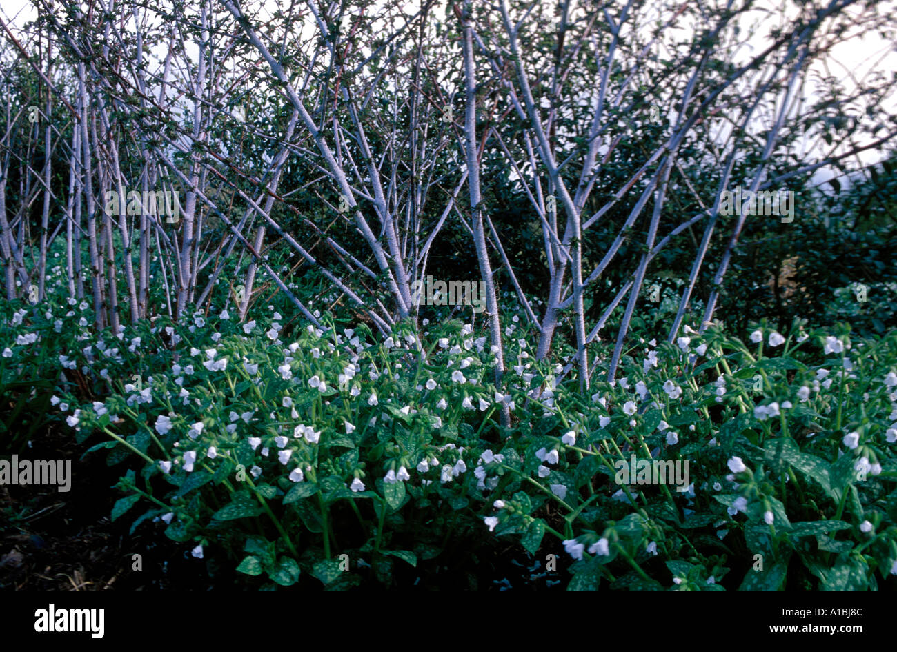 Rubus thibetanus Pulmonaria officinalis Sissinghurst White Stock Photo ...
