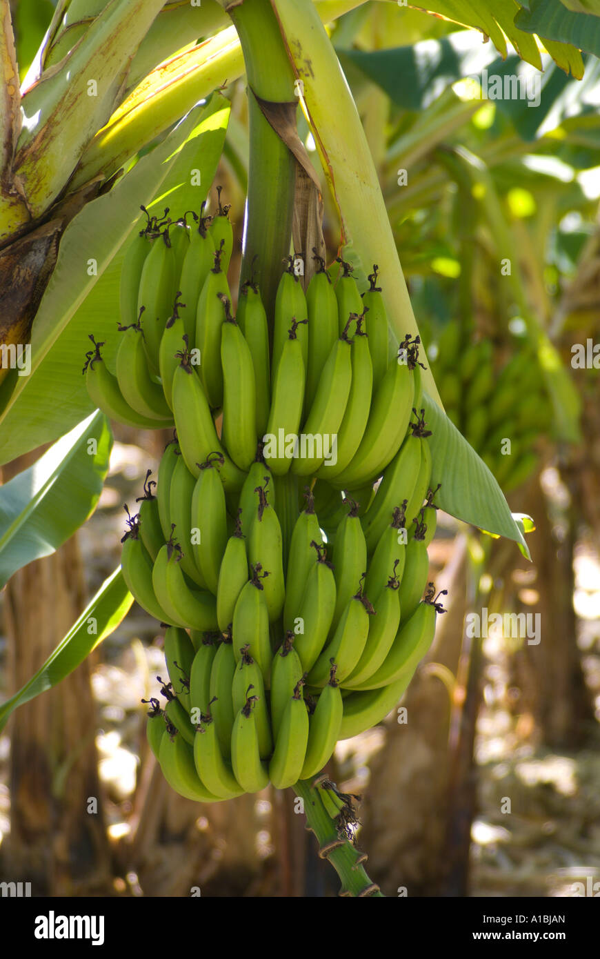 Barbados bunch of unripe banana fruit hanging on plant Stock Photo - Alamy