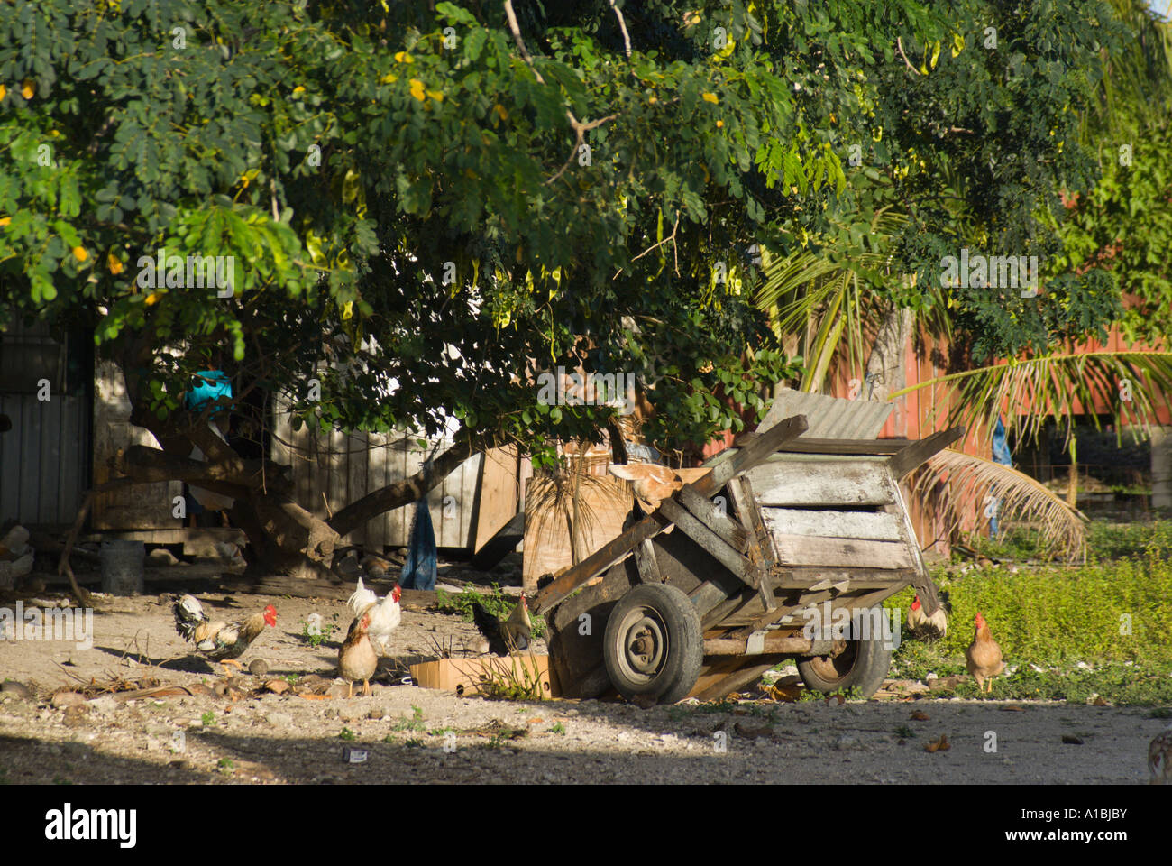 Barbados keeping chickens in the backyard Stock Photo - Alamy