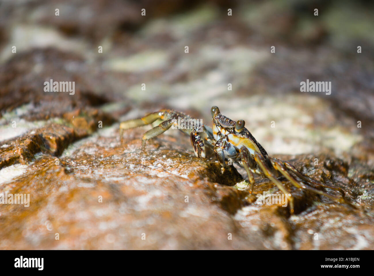 Barbados jumping crab on shoreline rocks south west coast near Oistins ...