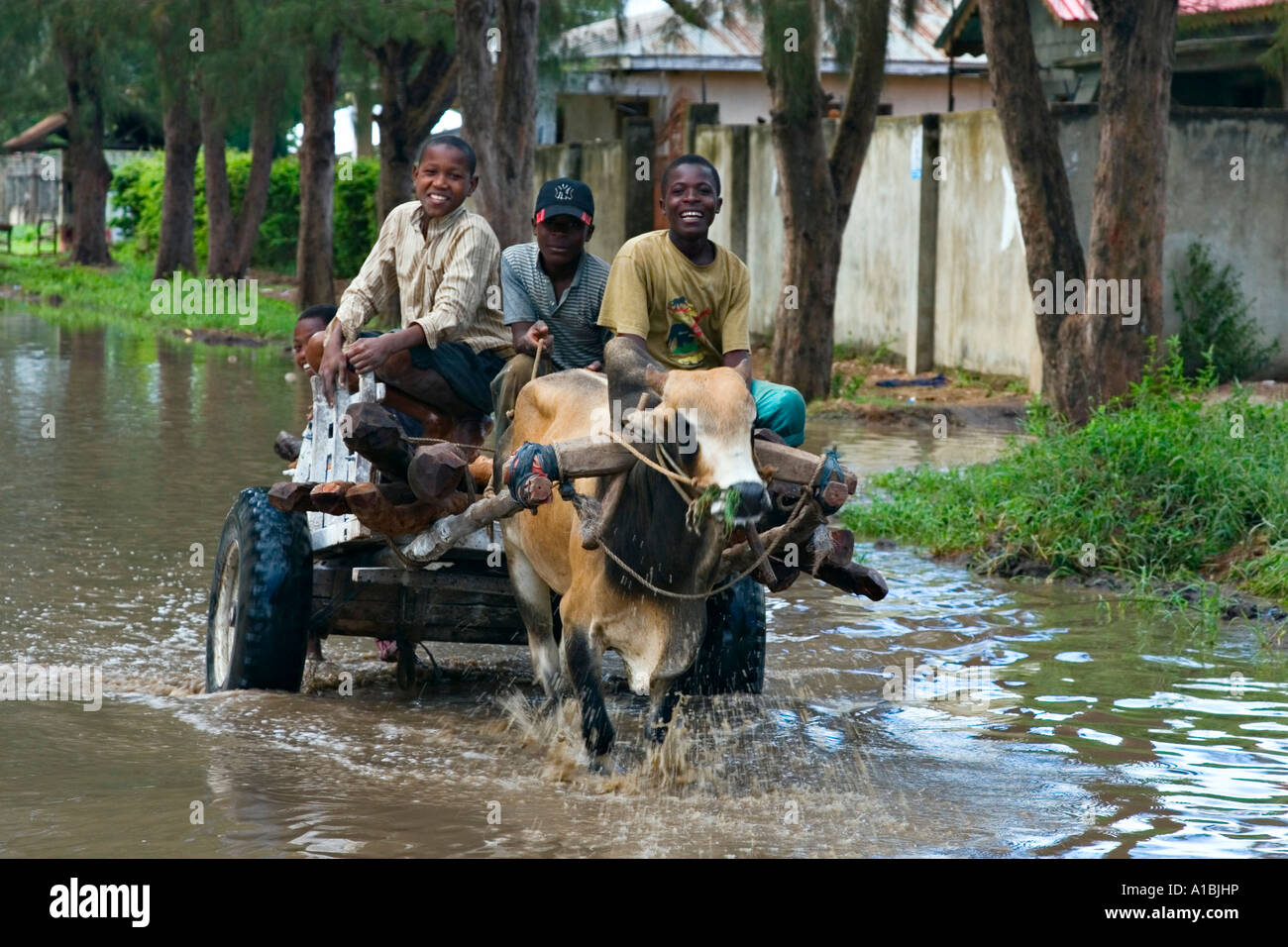 Cow cart hi-res stock photography and images - Alamy