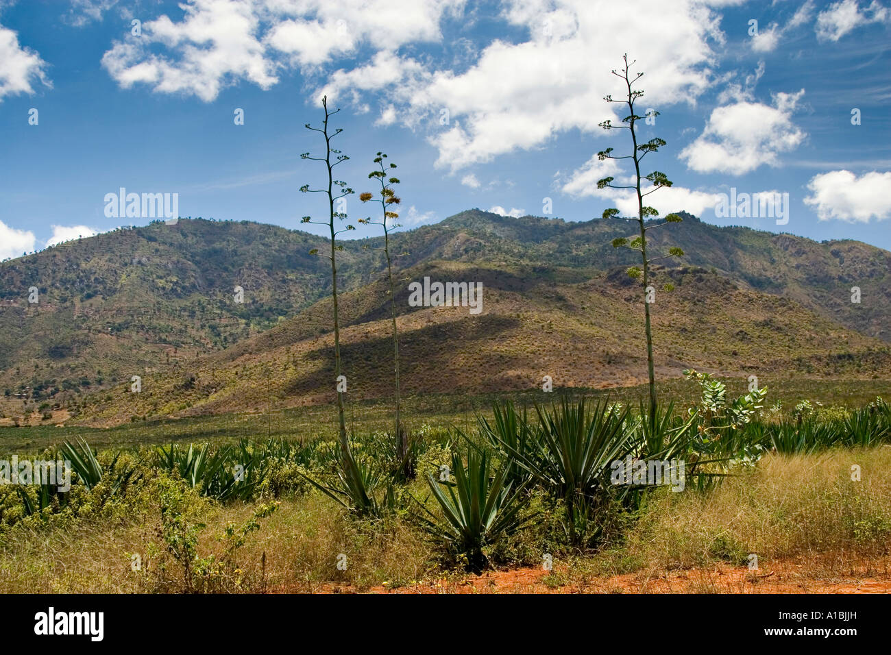 Sisal (Agave sisalana) plantation in Pare Mountains, Tanzania, Africa ...
