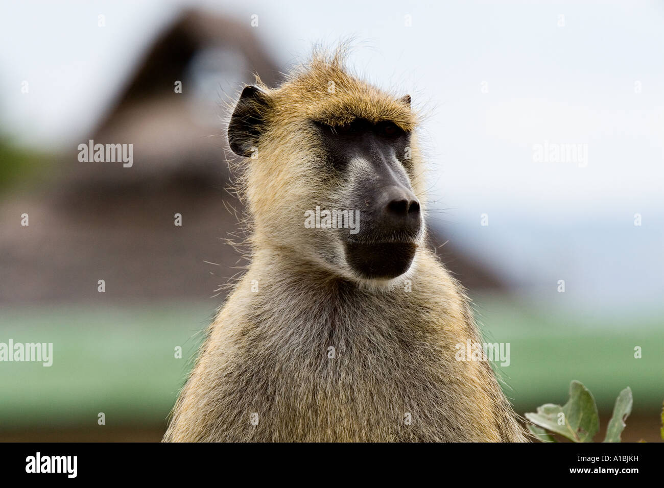 Yellow Baboon portrait, Papio Cynocephalus, Mikumi National Park ...