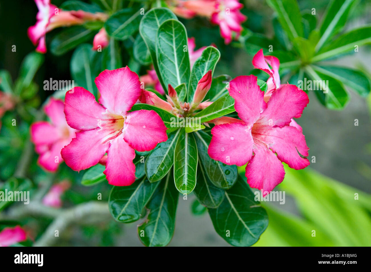 Adenium Obesum, Desert Rose native to East Africa Stock Photo - Alamy