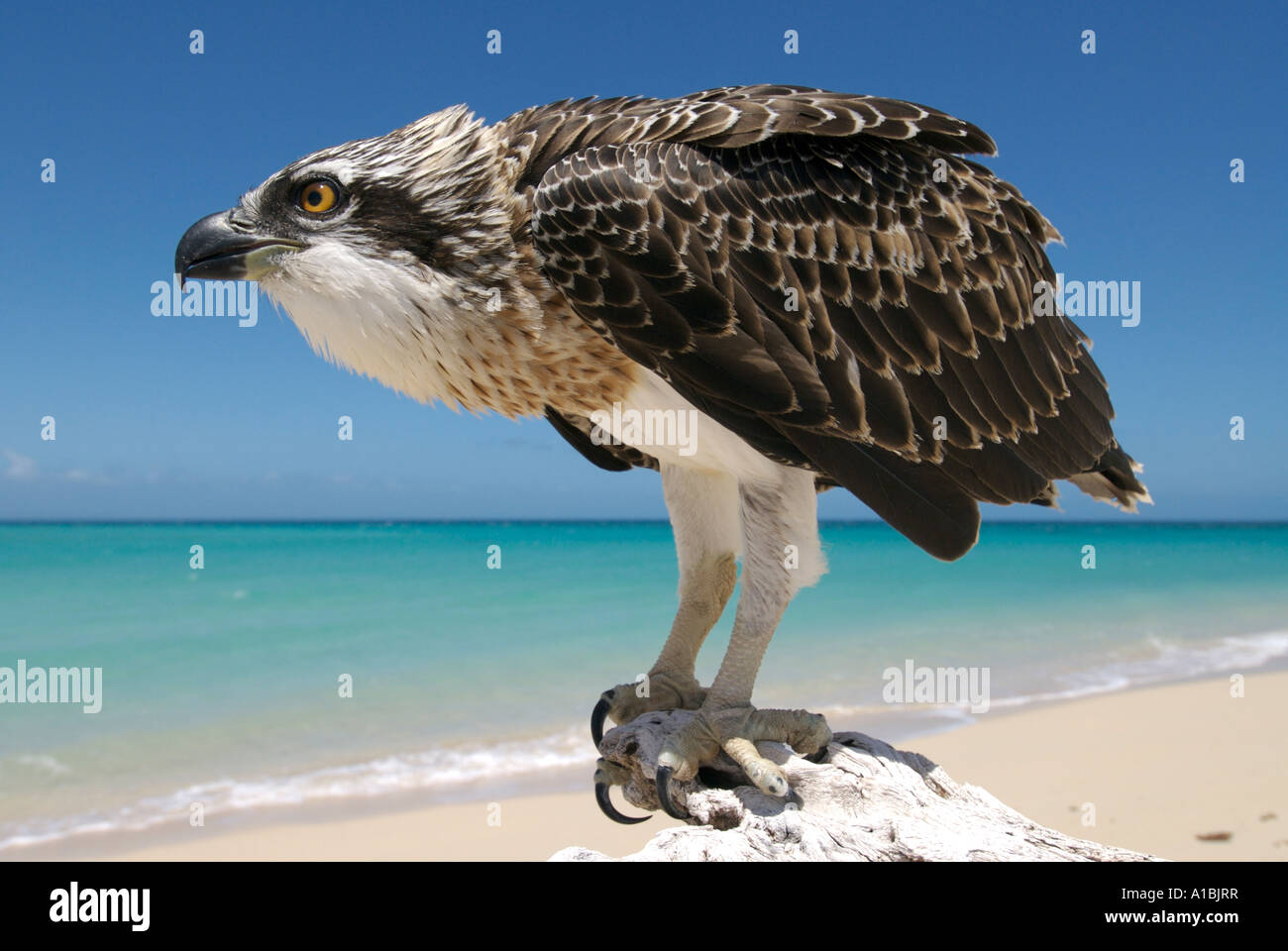 Osprey reef australia hi-res stock photography and images - Alamy