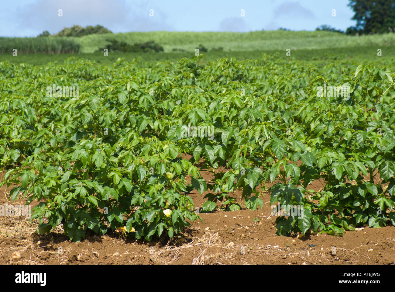 Barbados field of Bajan or Renta yams Stock Photo - Alamy