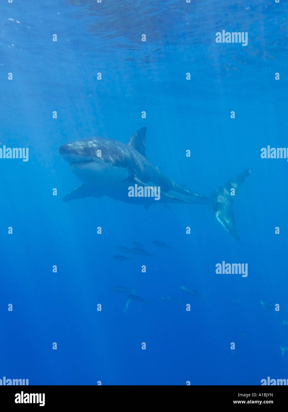 Great white shark at Guadalupe Island Mexico Stock Photo - Alamy
