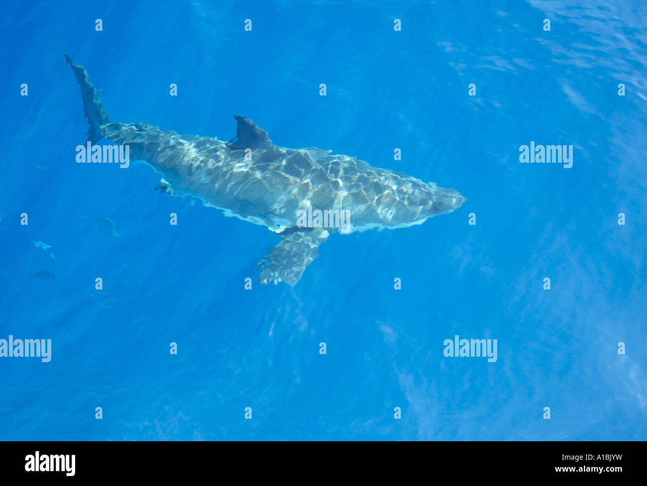 Great white shark at Guadalupe Island Mexico Stock Photo - Alamy