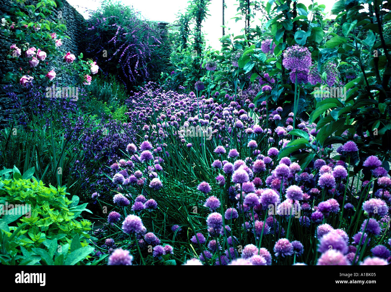 Edging of chives Stock Photo - Alamy