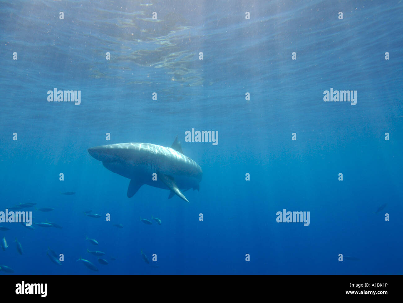 Great white shark at Guadalupe Island Mexico Stock Photo - Alamy