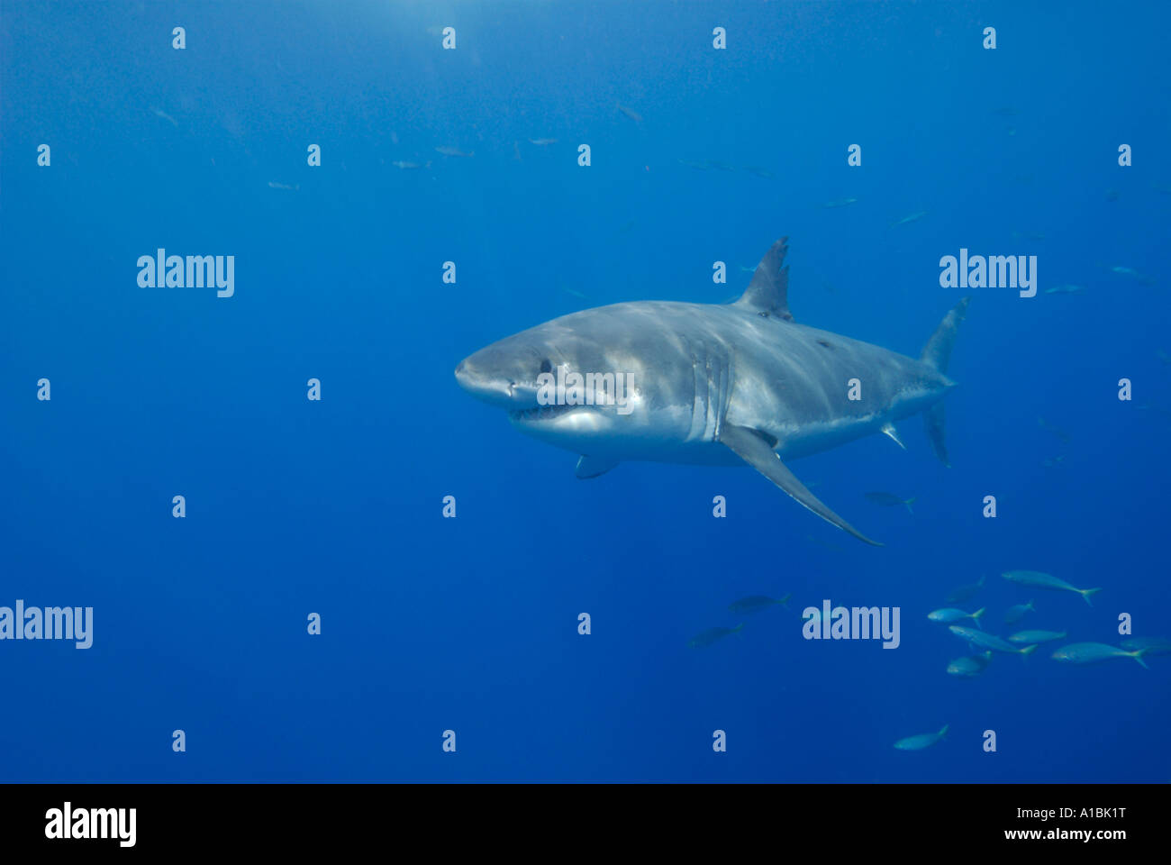 Great white shark at Guadalupe Island Mexico Stock Photo - Alamy
