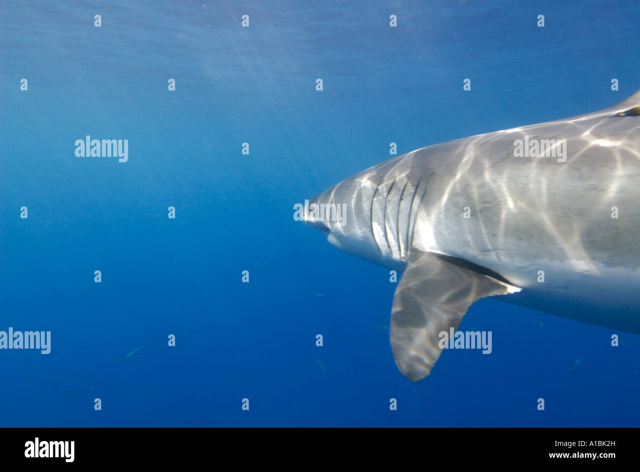 Great white shark at Guadalupe Island Mexico Stock Photo - Alamy