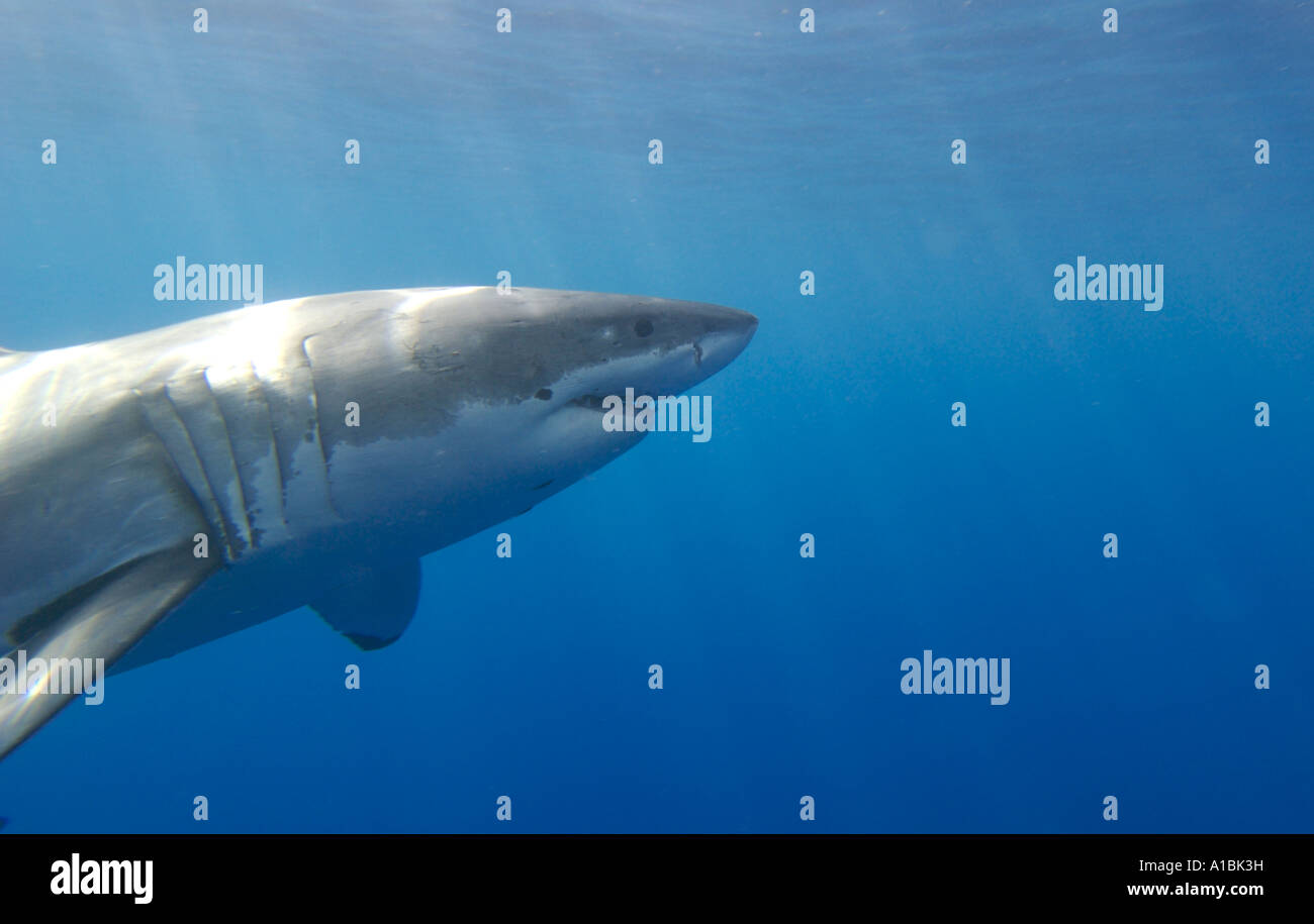 Great white shark at Guadalupe Island Mexico Stock Photo - Alamy