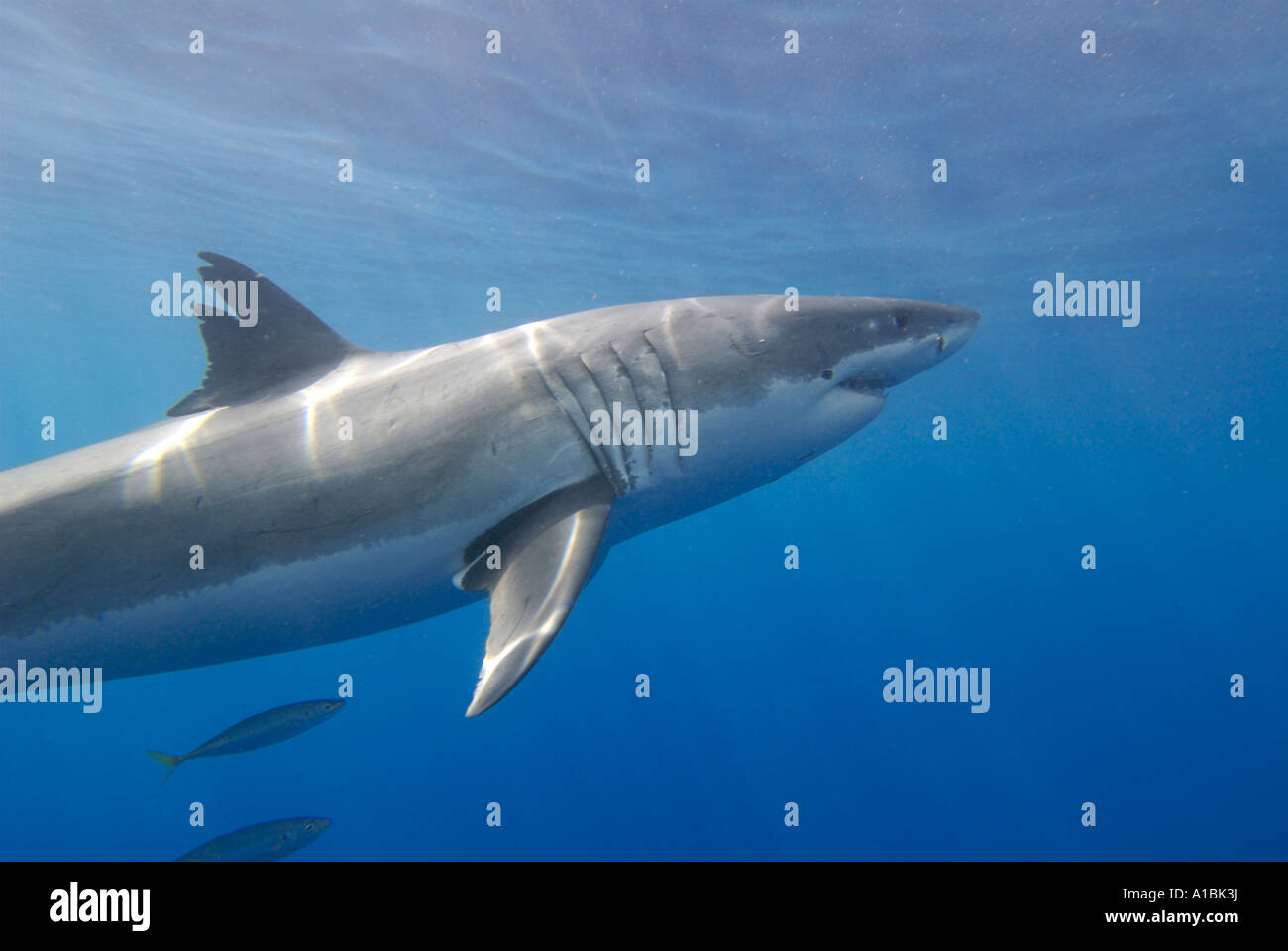 Great white shark at Guadalupe Island Mexico Stock Photo - Alamy