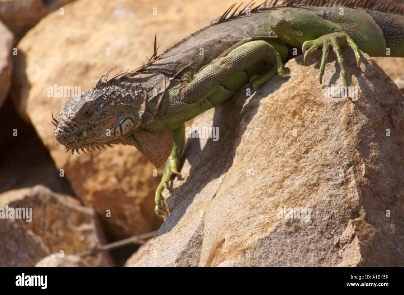 Common green iguana climbing on rocks Mexico Stock Photo - Alamy