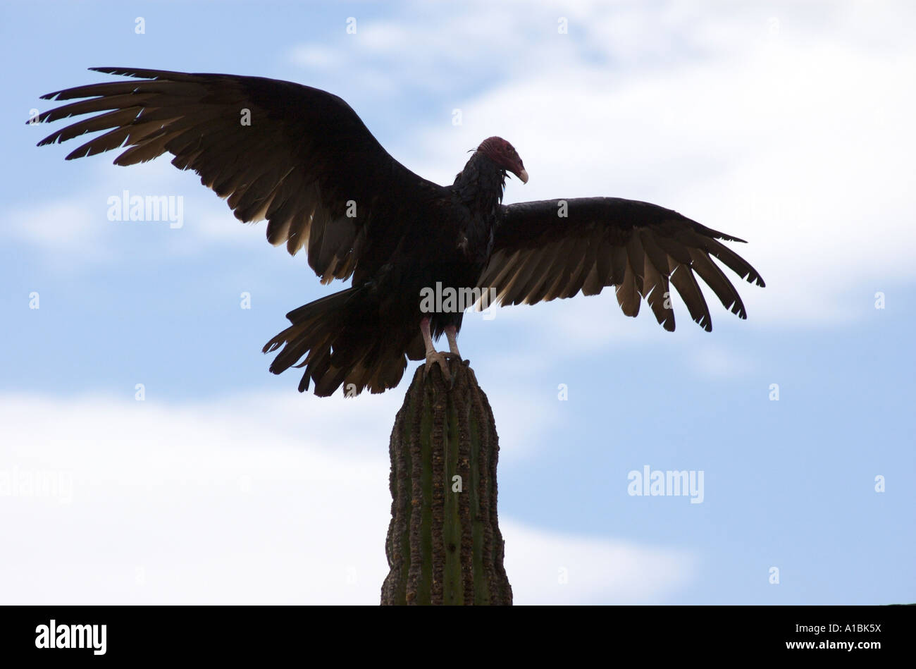 Mexican vulture hi-res stock photography and images - Alamy