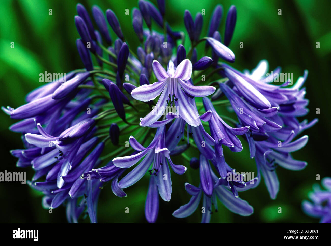 Agapanthus summer bulb bulbs hi-res stock photography and images - Alamy