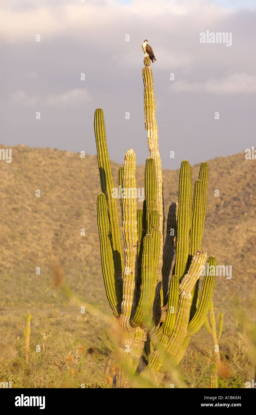 Cacti standing guard hi-res stock photography and images - Alamy