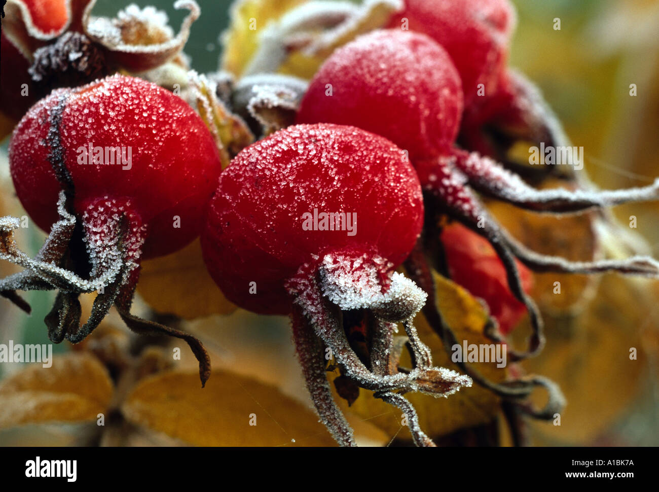 Rosa rugosa winter hi-res stock photography and images - Alamy