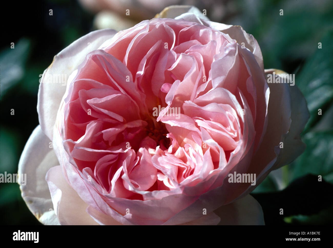 Rosa The Dark Lady Stock Photo - Alamy