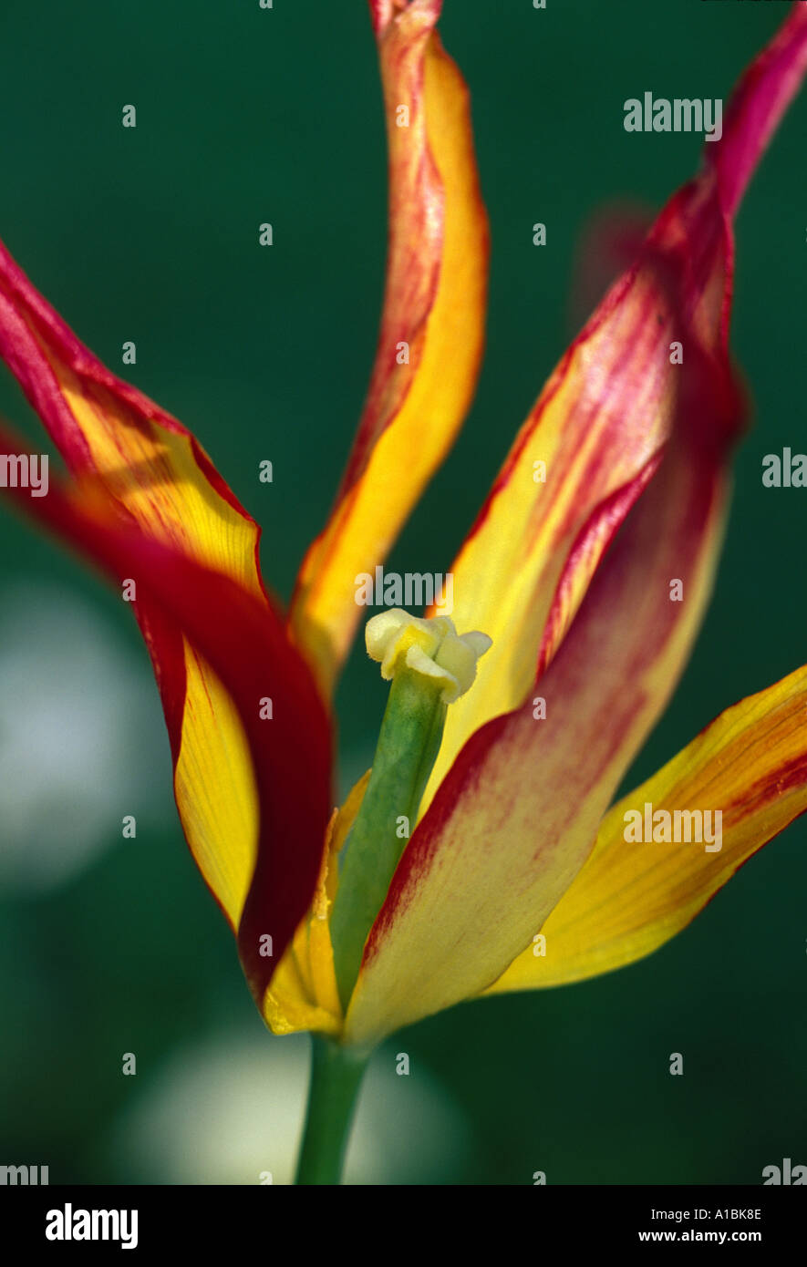Tulipa acuminata tulip hi-res stock photography and images - Alamy
