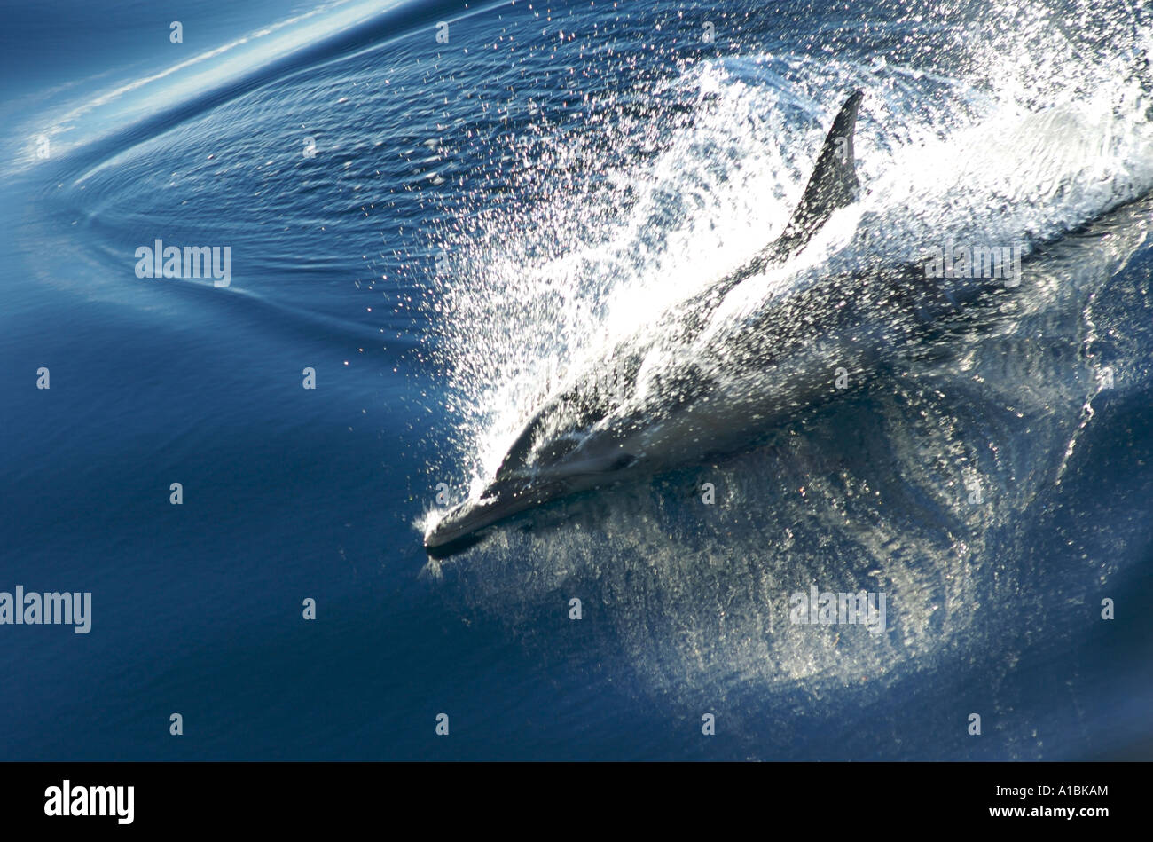 Pacific long nose dolphin jumping in calm blue water Stock Photo - Alamy